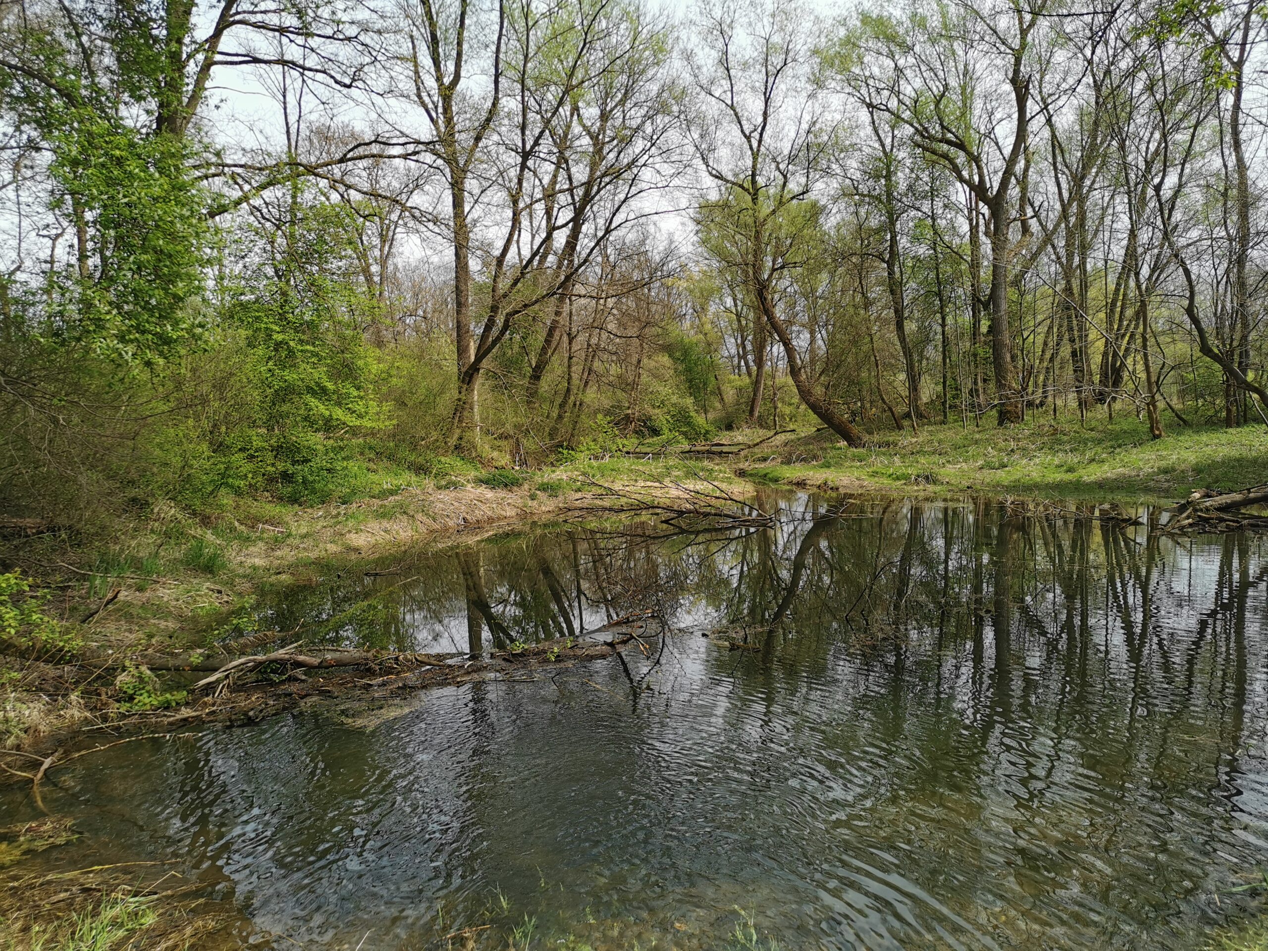 Unser Auwald – und wie kann es nach dem Sturm – Sommer 2023 weitergehen ...
